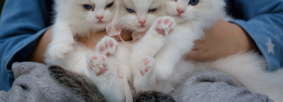 FIP in Cats | Pet Better with Pet Circle