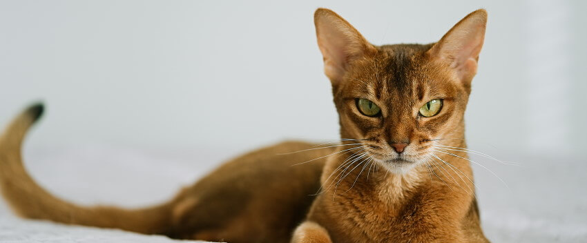 Abyssinian Complete Breed Guide | Pet Better with Pet Circle