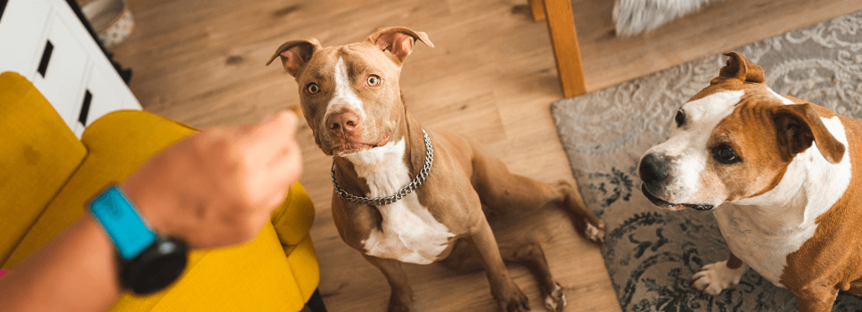 American Staffy Complete Breed Guide | Pet Better with Pet Circle