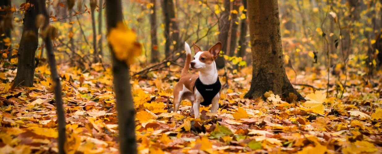 Autumn Pet Care Tips | Pet Better with Pet Circle