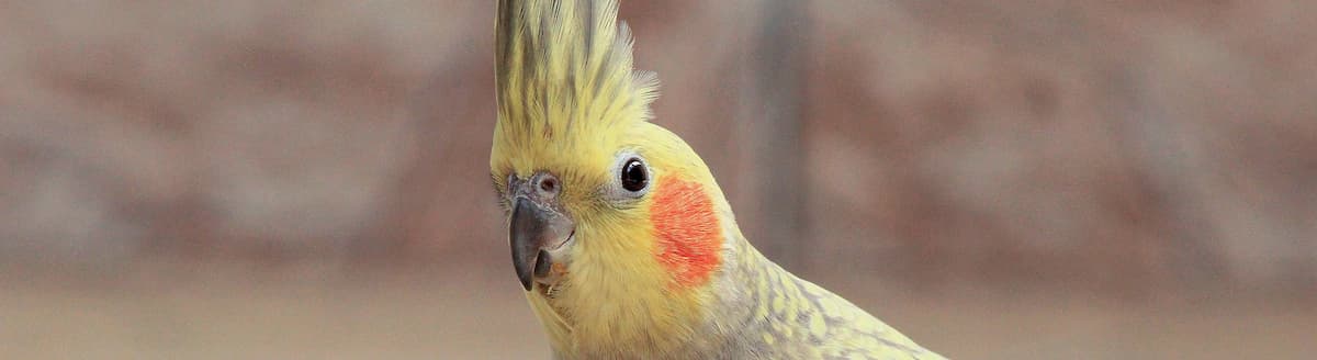 Common Illnesses in Pet Birds | Pet Better with Pet Circle