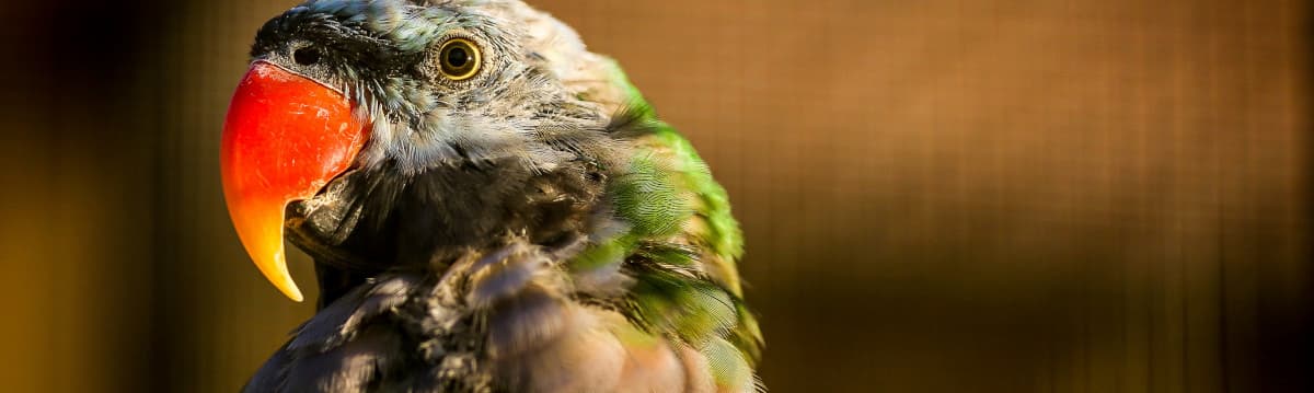 Common Illnesses in Pet Birds | Pet Better with Pet Circle