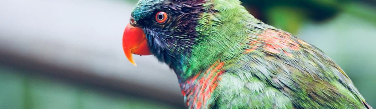 Common Illnesses in Pet Birds | Pet Better with Pet Circle