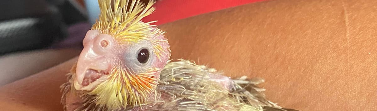 Common Illnesses in Pet Birds | Pet Better with Pet Circle