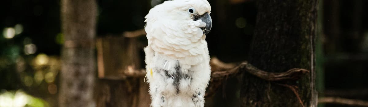 Common Illnesses in Pet Birds | Pet Better with Pet Circle