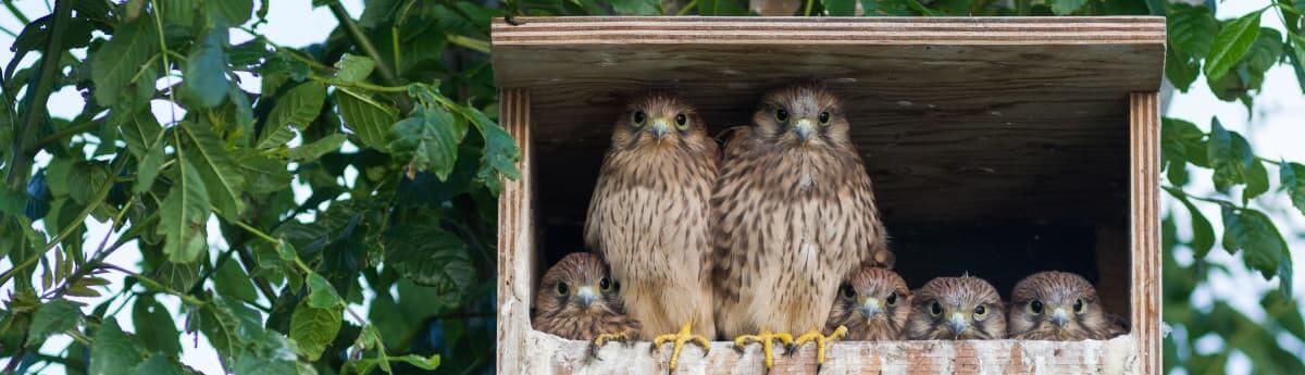 Common Illnesses in Pet Birds | Pet Better with Pet Circle