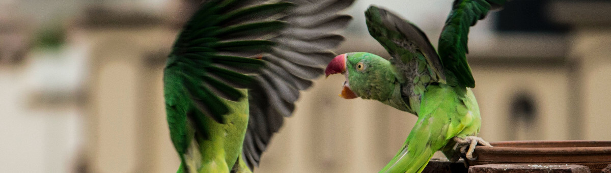 Common Illnesses in Pet Birds | Pet Better with Pet Circle