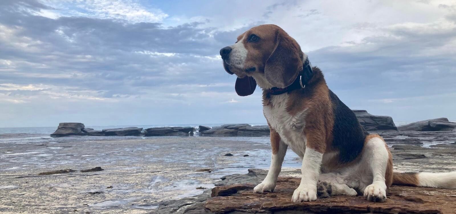 Are Beagles Cheerful Dogs