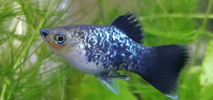 Best Fish For Small Aquariums | Pet Better with Pet Circle