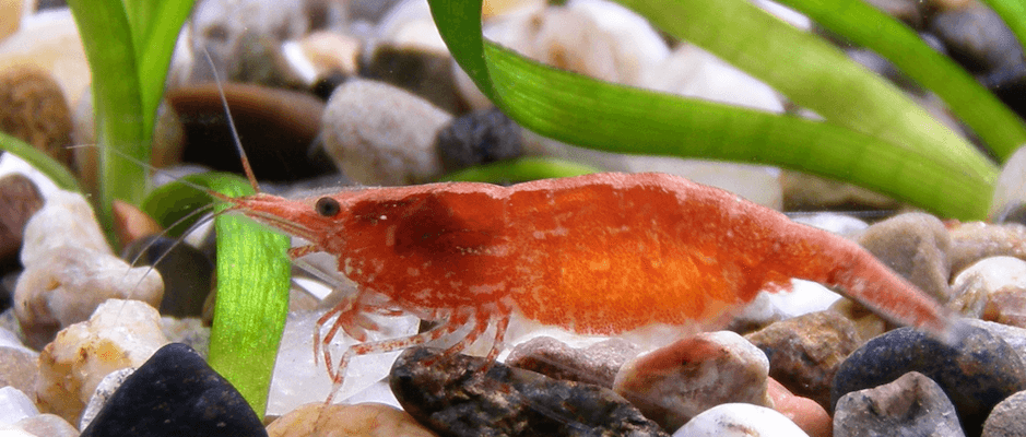 Best Fish For Small Aquariums | Pet Better with Pet Circle