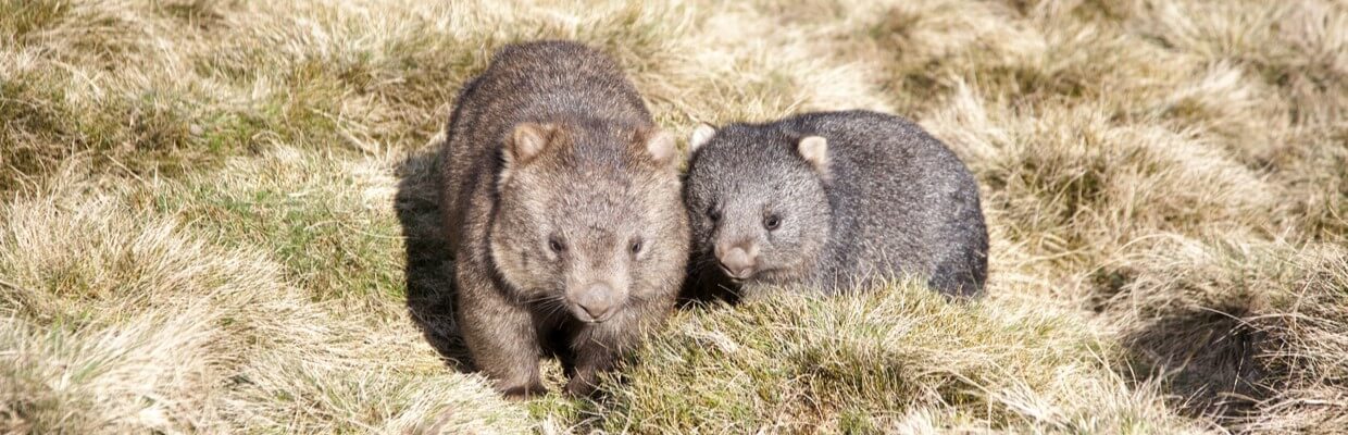 bravecto combats wombat mange | Pet Better with Pet Circle