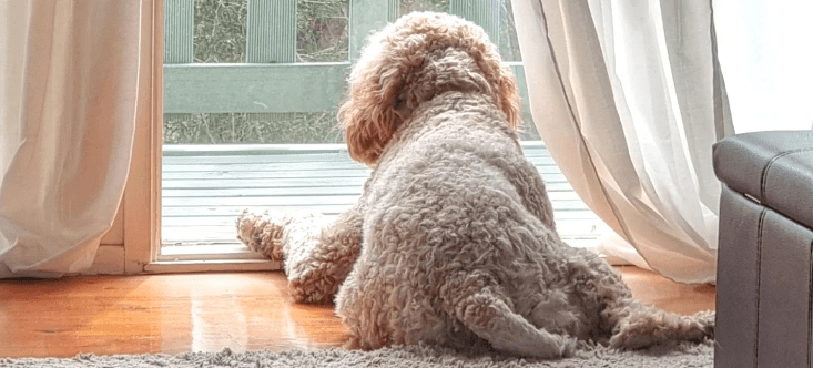 Groodle Breed Guide | Personality, Diet & Health | Pet Better with Pet ...