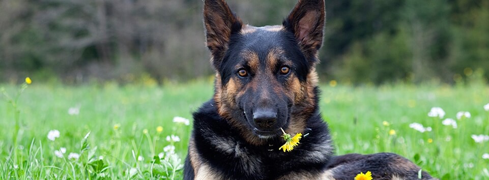 Can Dogs Detect Cancer? | Pet Better with Pet Circle