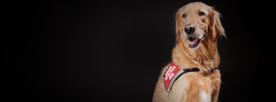 Can Dogs Detect Cancer? | Pet Better with Pet Circle