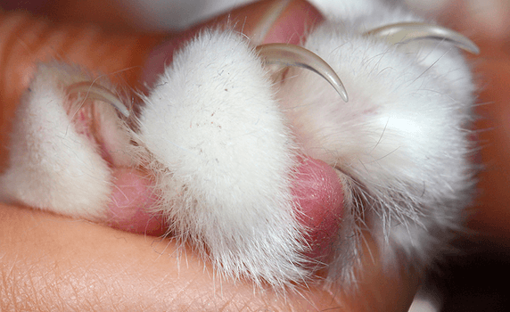 How To Trim Your Cat's Nails Easily | Pet Better with Pet Circle