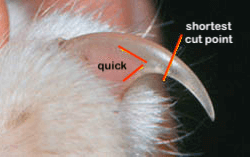 How To Trim Your Cat's Nails Easily | Pet Better with Pet Circle