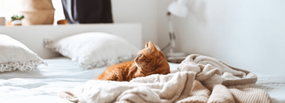 How to reduce cat dander | Pet Better with Pet Circle
