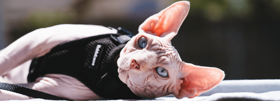 How to reduce cat dander | Pet Better with Pet Circle