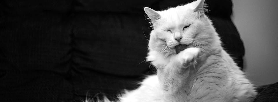 Cat House Soiling | Pet Better with Pet Circle | Pet Better with Pet Circle