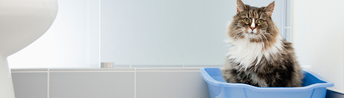 Cat House Soiling | Pet Better with Pet Circle | Pet Better with Pet Circle