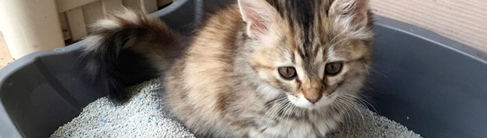 Cat House Soiling | Pet Better with Pet Circle | Pet Better with Pet Circle