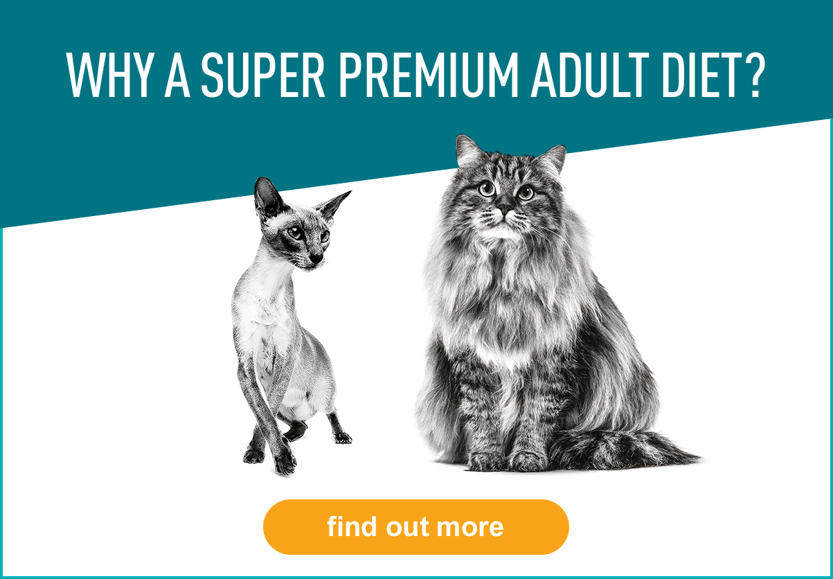 Royal Canin Cat Food | Pet Better with Pet Circle | Pet Better with Pet ...