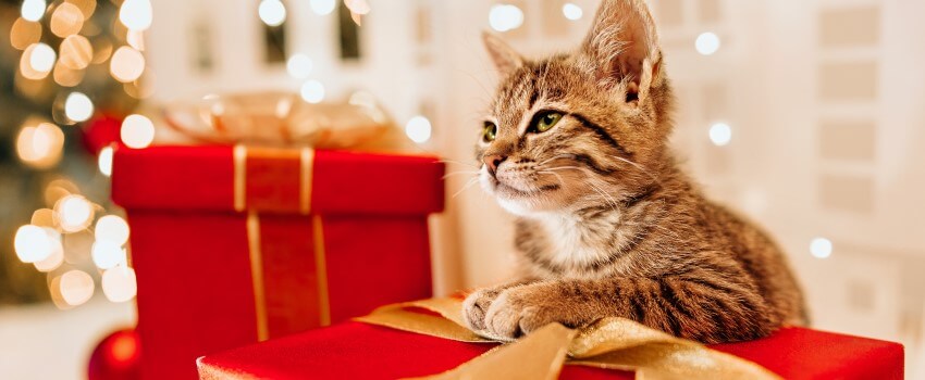 How to Celebrate Christmas with your Cat | Pet Better with Pet Circle