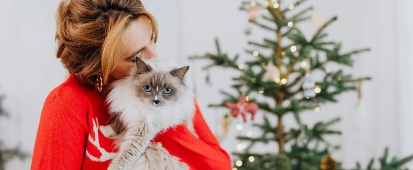 How to Celebrate Christmas with your Cat | Pet Better with Pet Circle