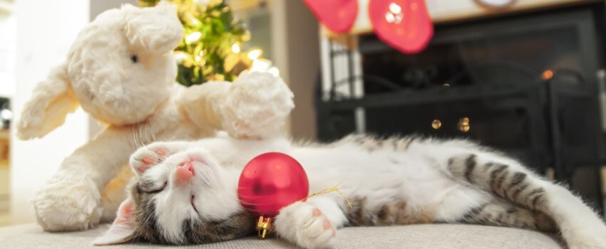 How to Celebrate Christmas with your Cat | Pet Better with Pet Circle