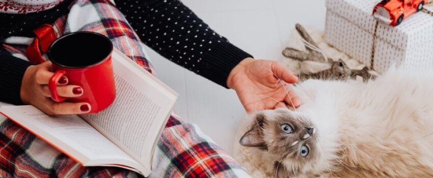 How to Celebrate Christmas with your Cat | Pet Better with Pet Circle