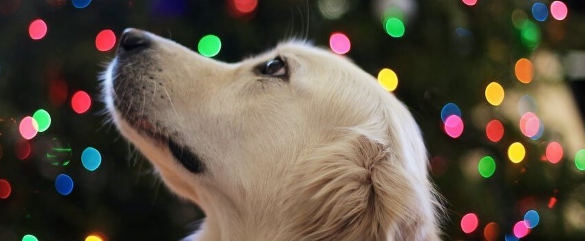 How to Celebrate Christmas with your Dog | Pet Better with Pet Circle
