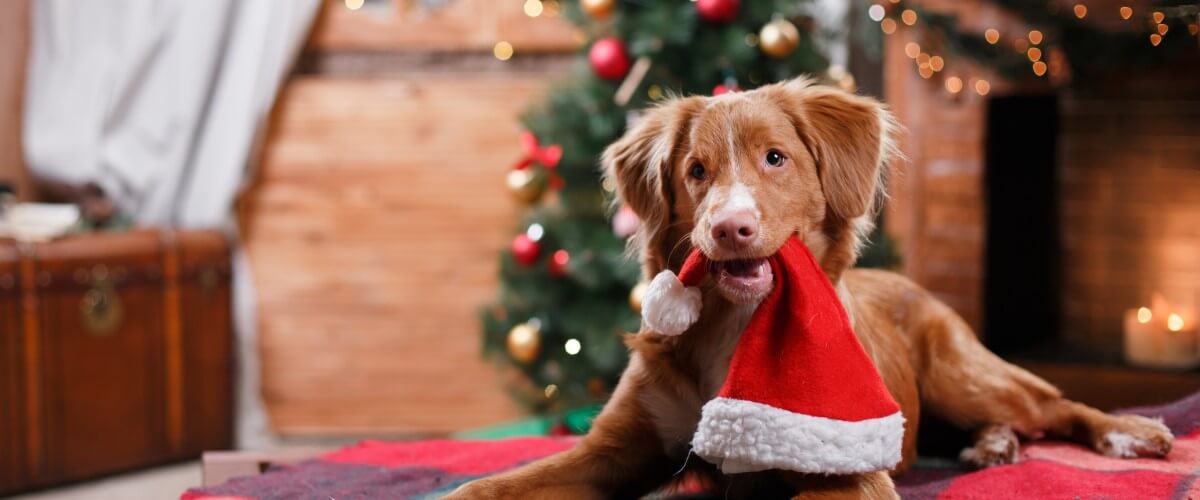How to Celebrate Christmas with your Dog | Pet Better with Pet Circle