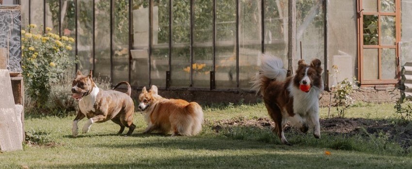 How to Celebrate Christmas with your Dog | Pet Better with Pet Circle