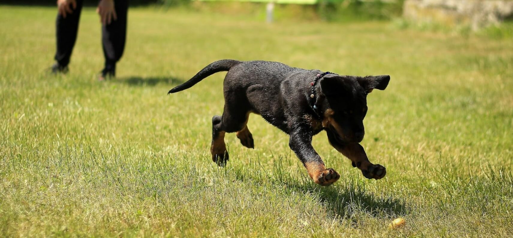 Teach Your Dog to Come When Called | Pet Better with Pet Circle