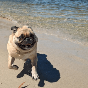 breed guide brussels griffon | Pet Better with Pet Circle