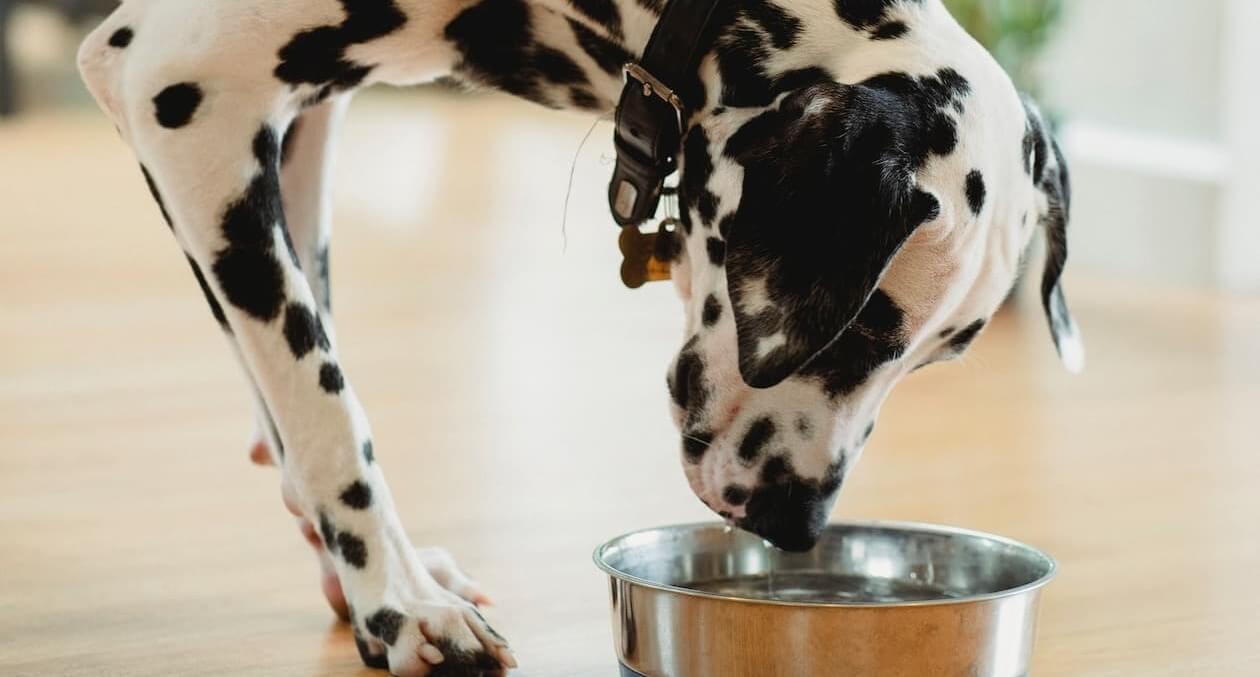 How To Keep Your Dog Cool In Hot Weather | Pet Better with Pet Circle