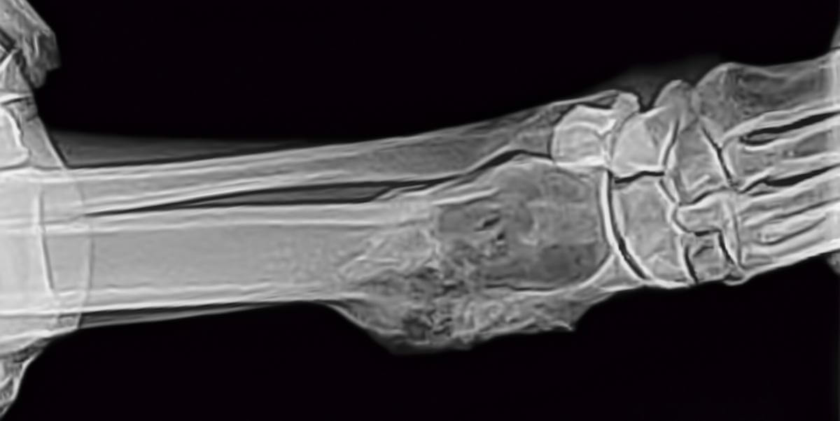 osteosarcoma in dogs | Pet Better with Pet Circle