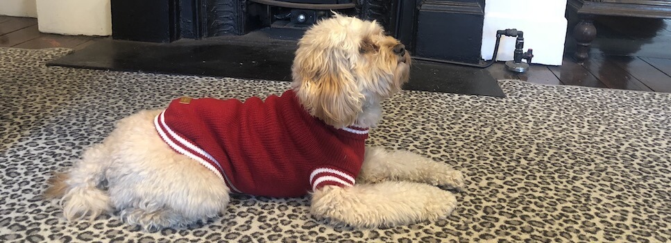 Dog Coat Fitting Guide | Pet Better with Pet Circle