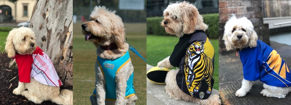 Dog Coat Fitting Guide | Pet Better with Pet Circle
