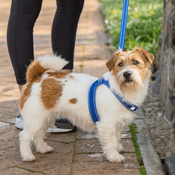 Best Dog Harnesses [Vet Reviewed] | Pet Better with Pet Circle