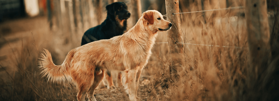 Dogs On Heat | Pet Better with Pet Circle