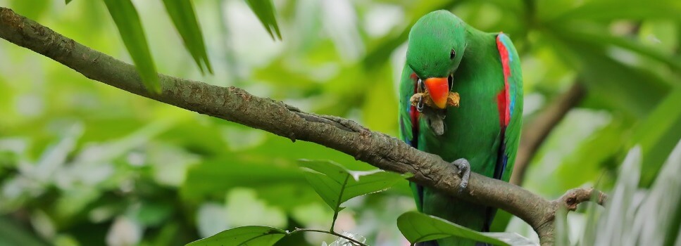 feeding eclectus parrots | Pet Better with Pet Circle