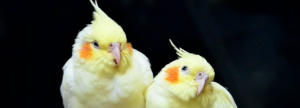 feeding small parrots | Pet Better with Pet Circle