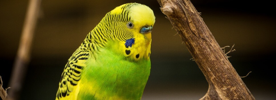 feeding small parrots | Pet Better with Pet Circle