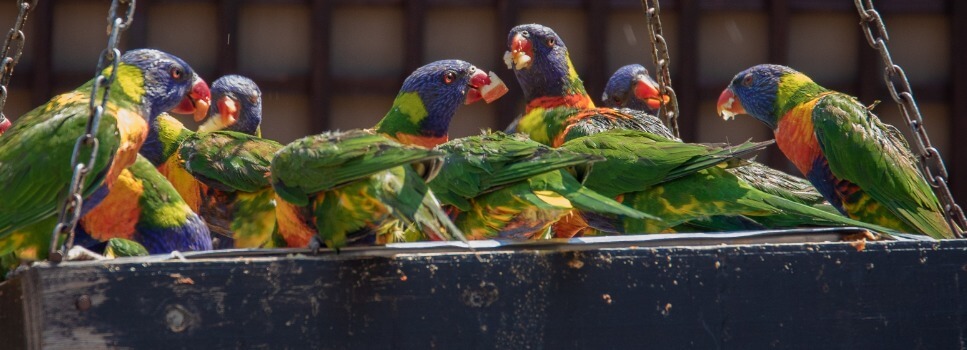 feeding wild australian birds | Pet Better with Pet Circle
