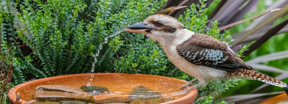 feeding wild australian birds | Pet Better with Pet Circle