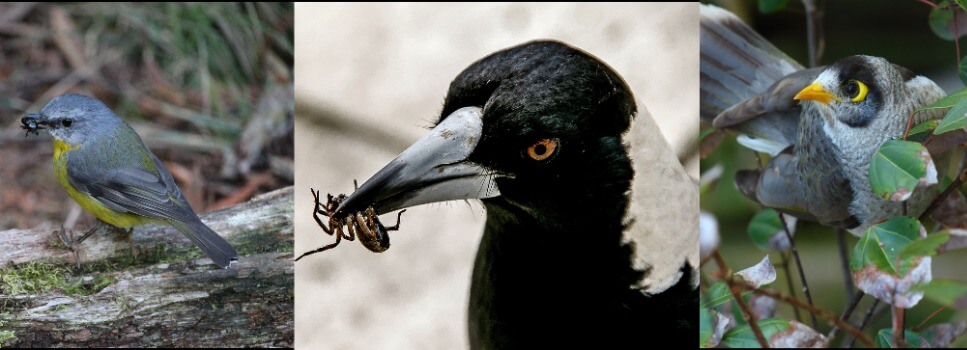 feeding wild australian birds | Pet Better with Pet Circle