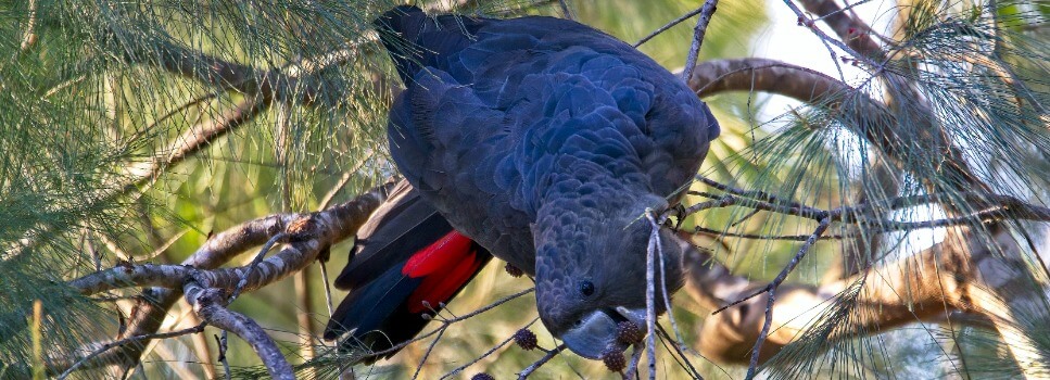 feeding your cockatoo | Pet Better with Pet Circle