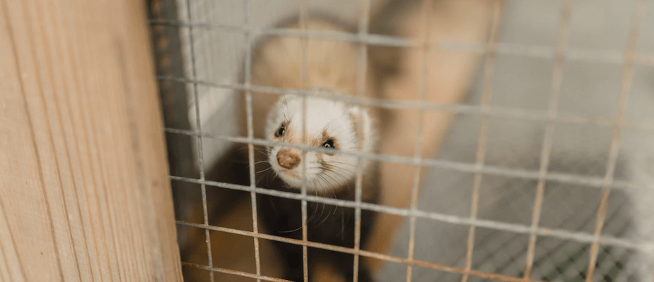 How To Take Care of a Ferret | Pet Better with Pet Circle