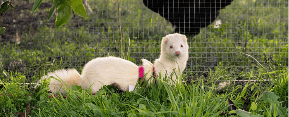 How To Take Care of a Ferret | Pet Better with Pet Circle
